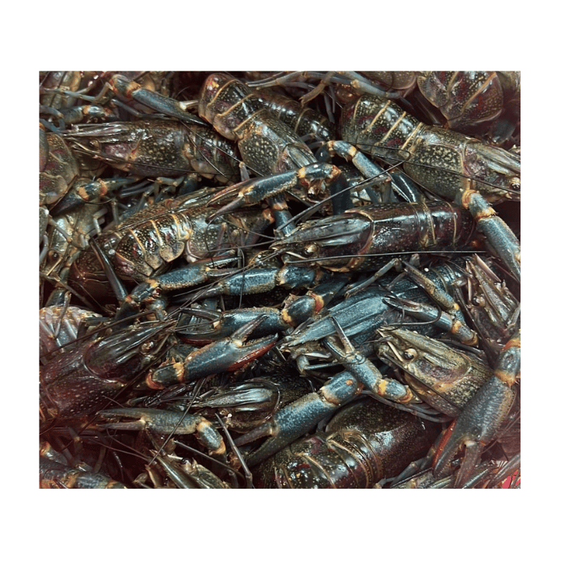 Baby Lobster 1kg – Qiksmart